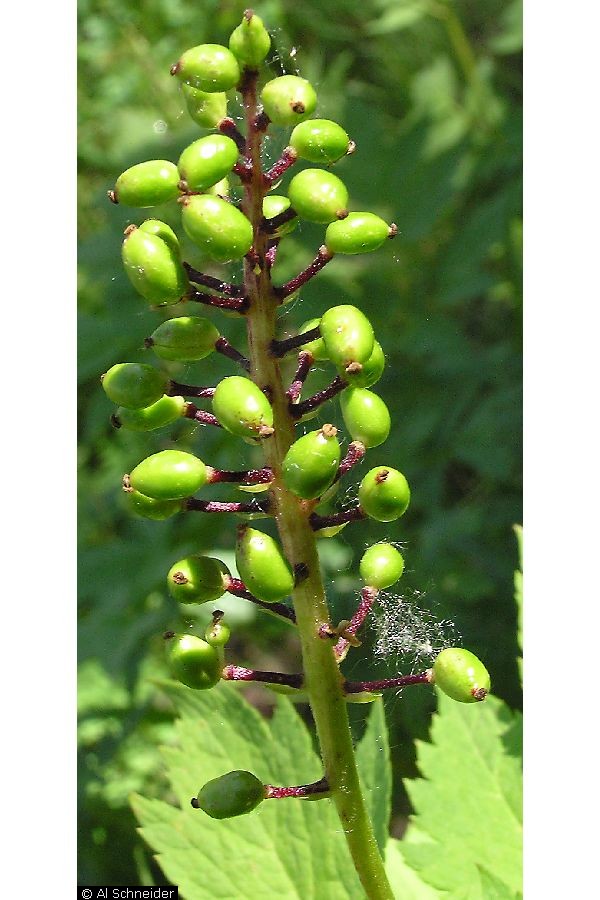 NWPL - Species Search