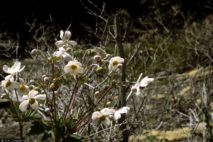 Plant - ANHU