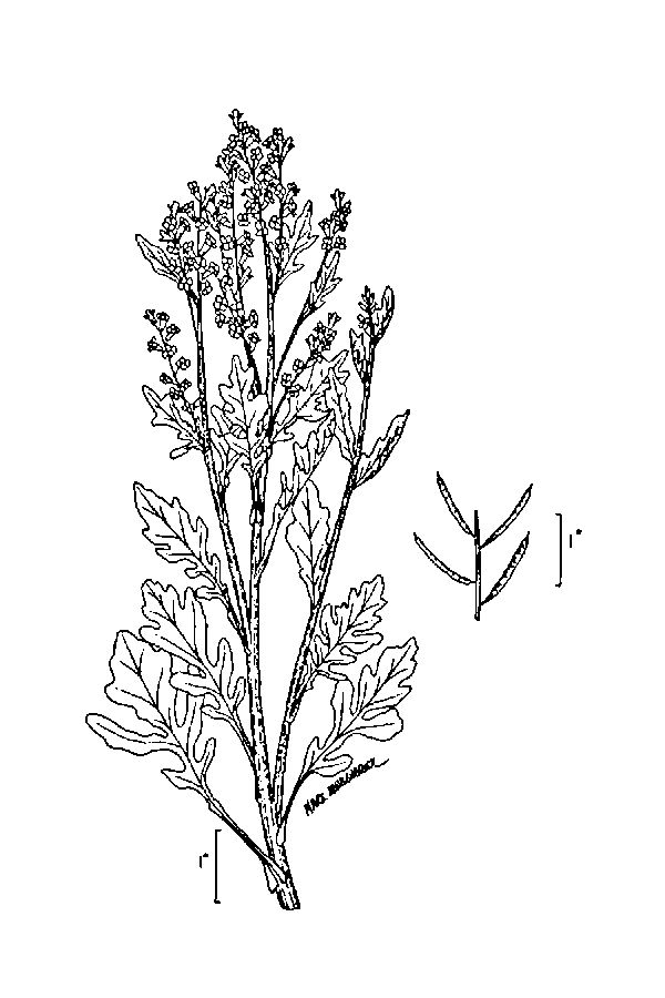 Plant - BAVU
