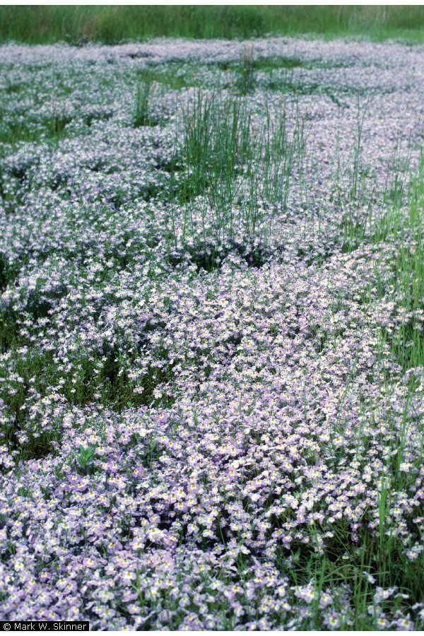 Plant - DOCU