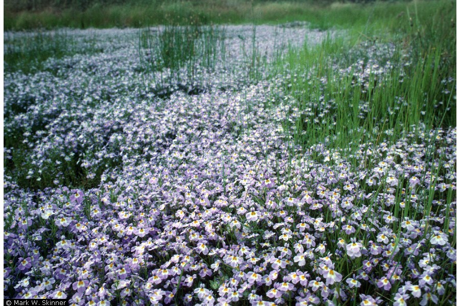 Plant - DOCU