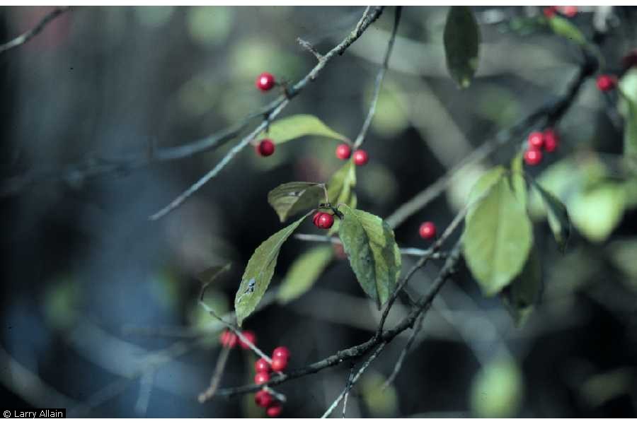 NWPL - Species by Region