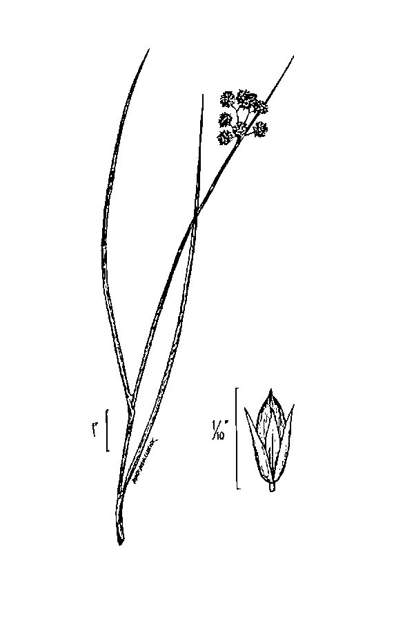 Plant - JUNO2