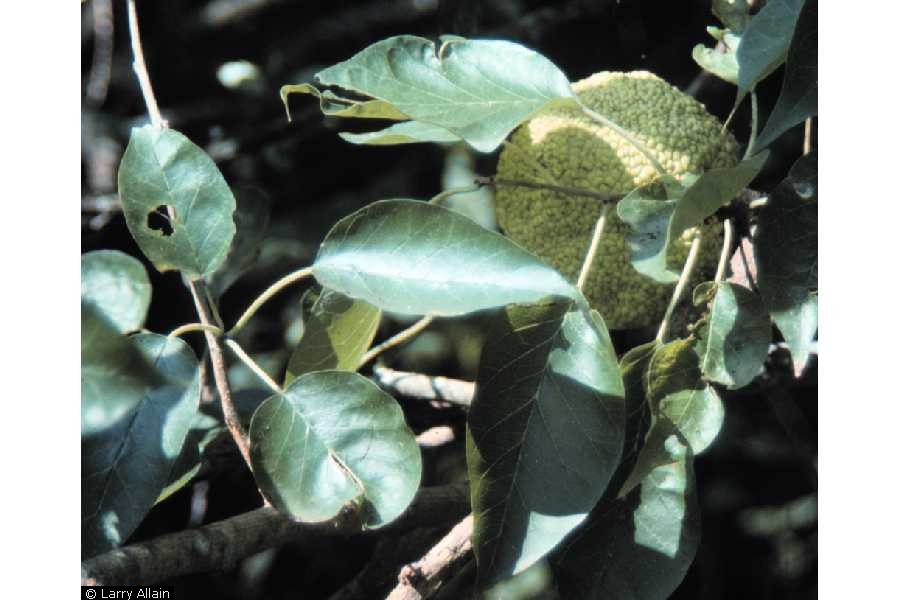 Plant - MAPO
