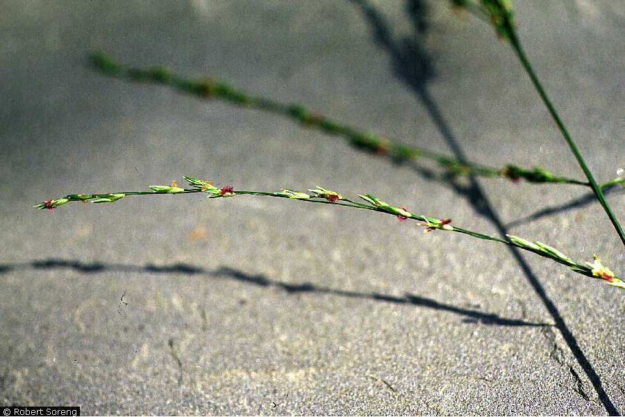 Plant - MOCA2