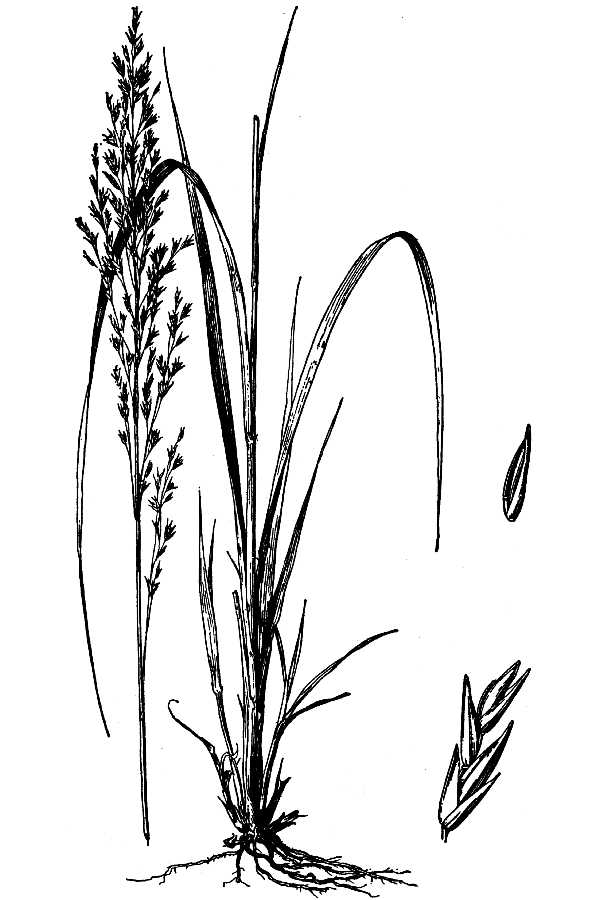 Plant - MOCA2