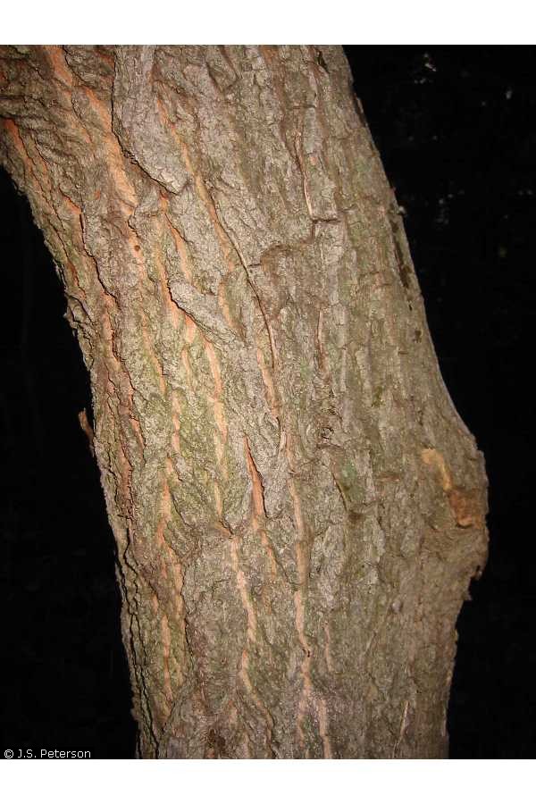Plant - OXAR