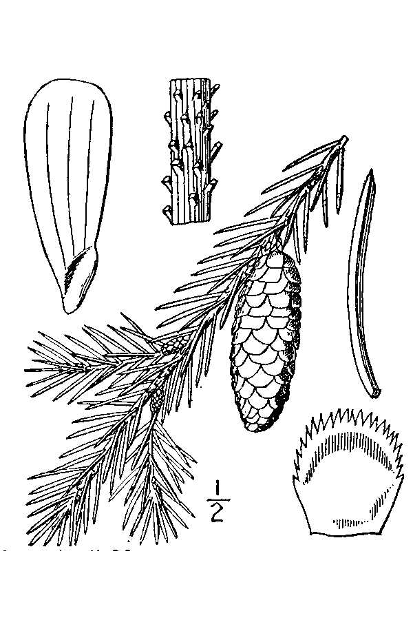 Plant - PIGL