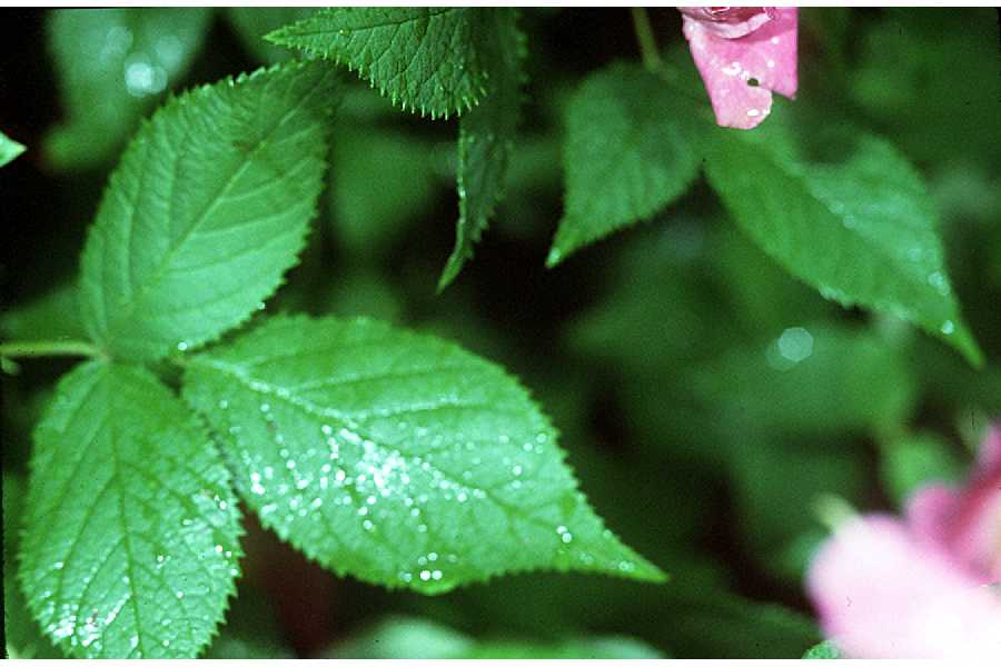 NWPL - ROSE2