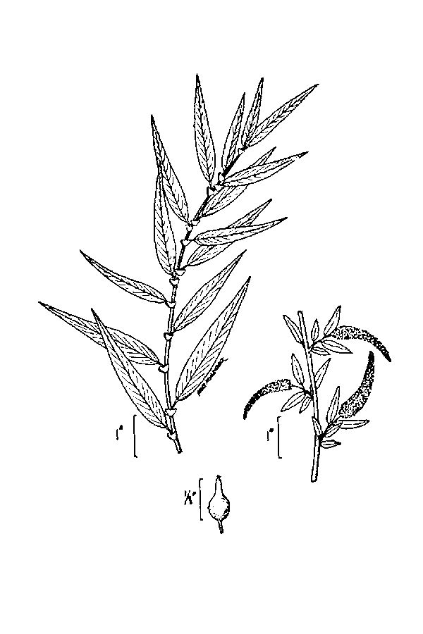 Plant - SANI