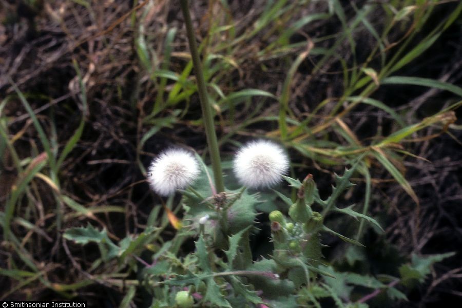Plant - SOOL