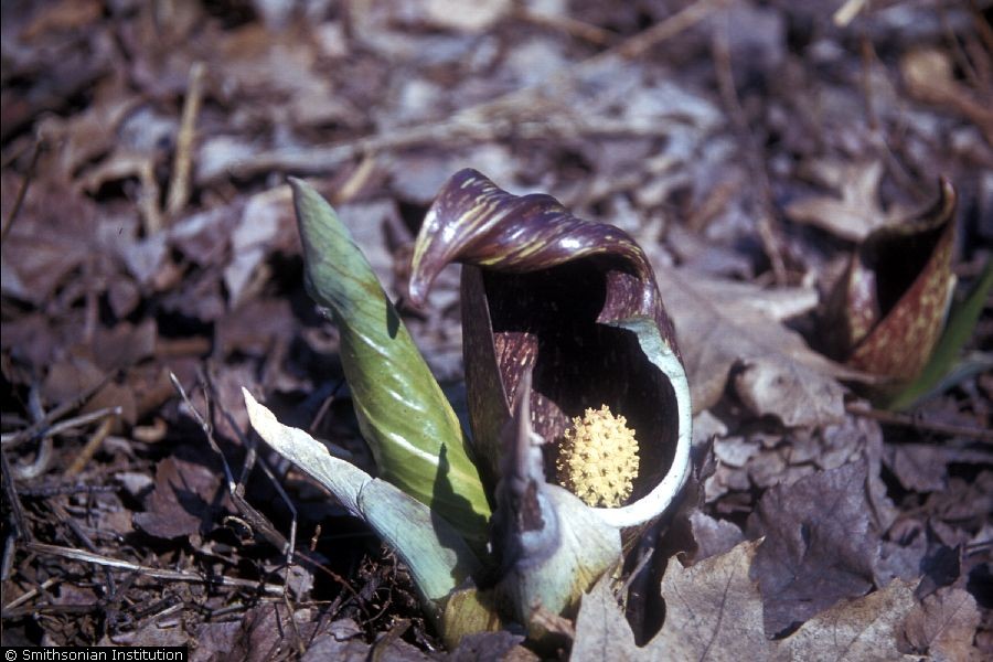 Plant - SYFO