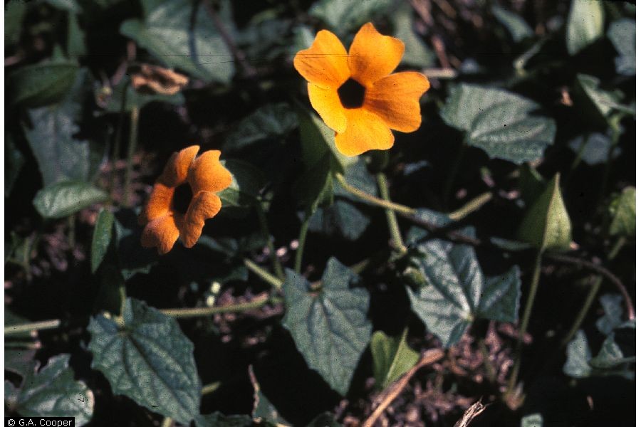 Plant - THAL3