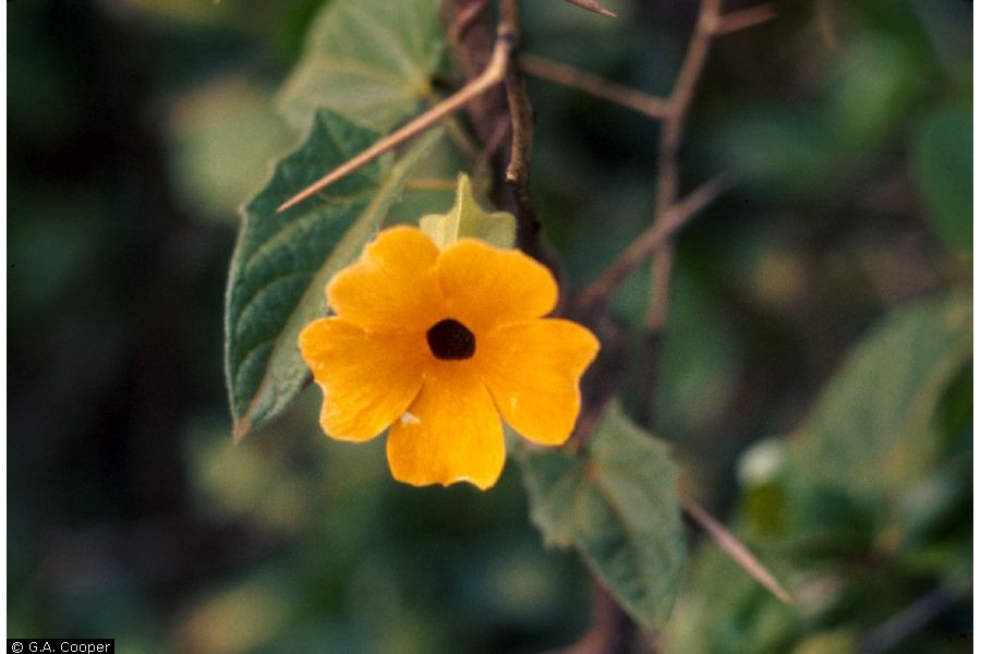 Plant - THAL3
